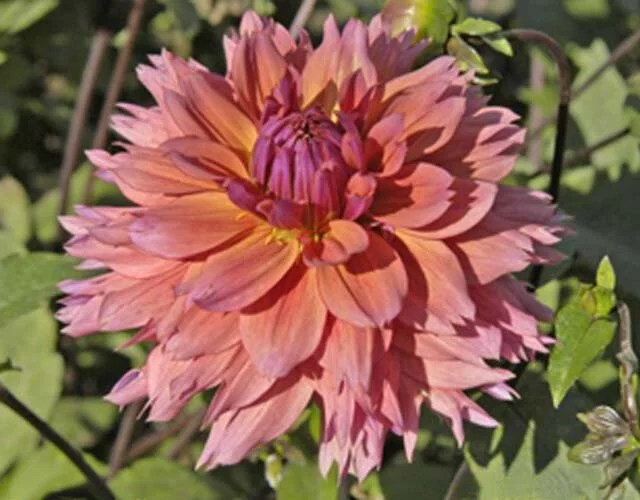 Test Shop — Greater Kansas City Dahlia Society