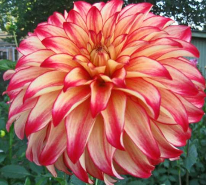 2023 Dahlia Sale — Greater Kansas City Dahlia Society