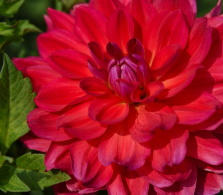Test Shop — Greater Kansas City Dahlia Society