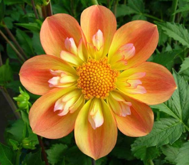 Test Shop — Greater Kansas City Dahlia Society