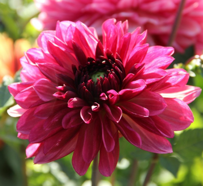 2023 Dahlia Sale — Greater Kansas City Dahlia Society