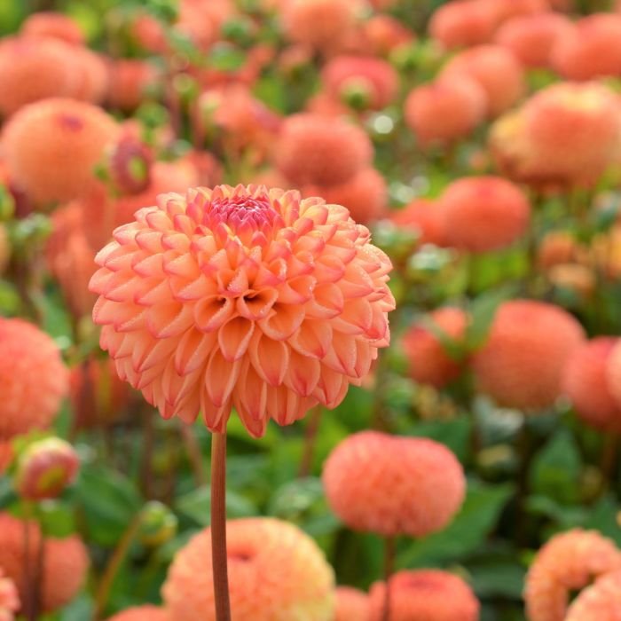 2023 Dahlia Sale — Greater Kansas City Dahlia Society