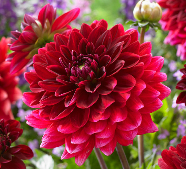 2023 Dahlia Sale — Greater Kansas City Dahlia Society