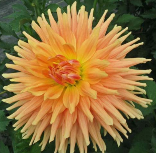 Test Shop — Greater Kansas City Dahlia Society