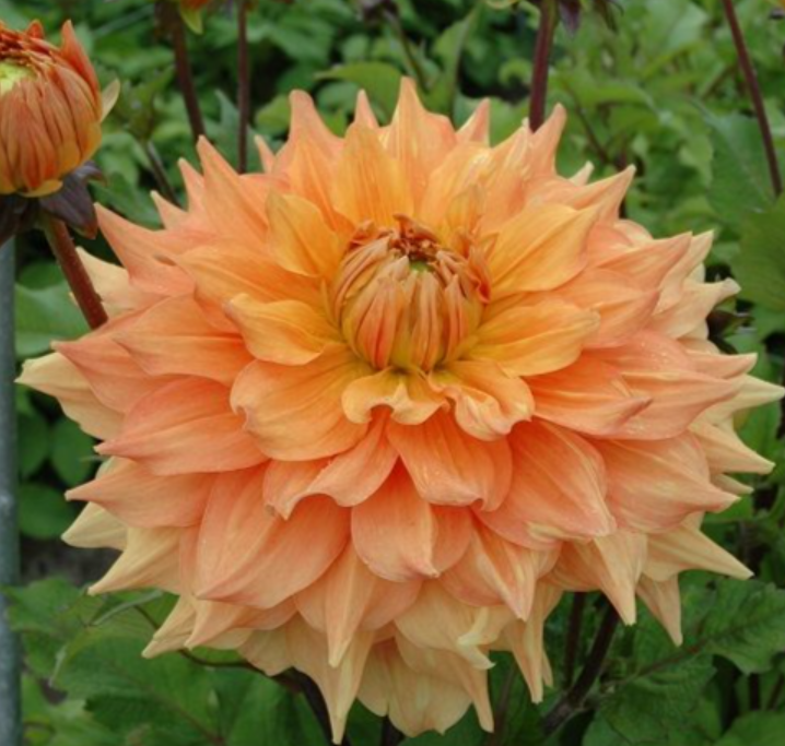 2023 Dahlia Sale — Greater Kansas City Dahlia Society