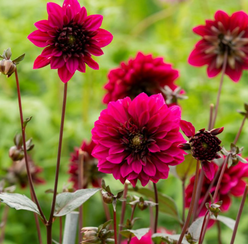 Test Shop — Greater Kansas City Dahlia Society