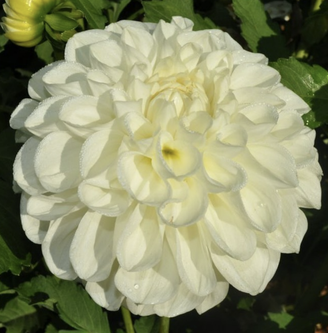 2023 Dahlia Sale — Greater Kansas City Dahlia Society