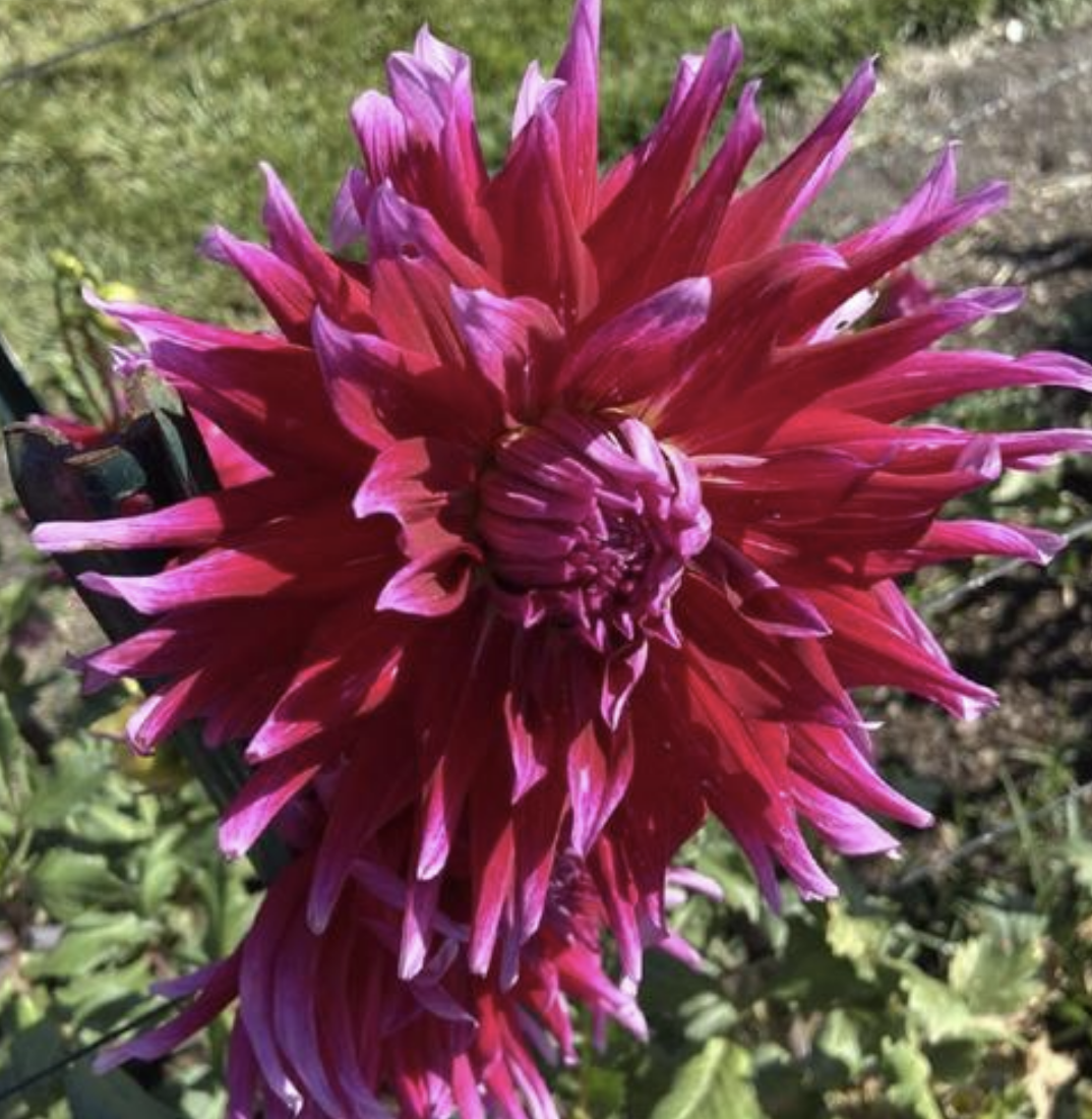 2023 Dahlia Sale — Greater Kansas City Dahlia Society