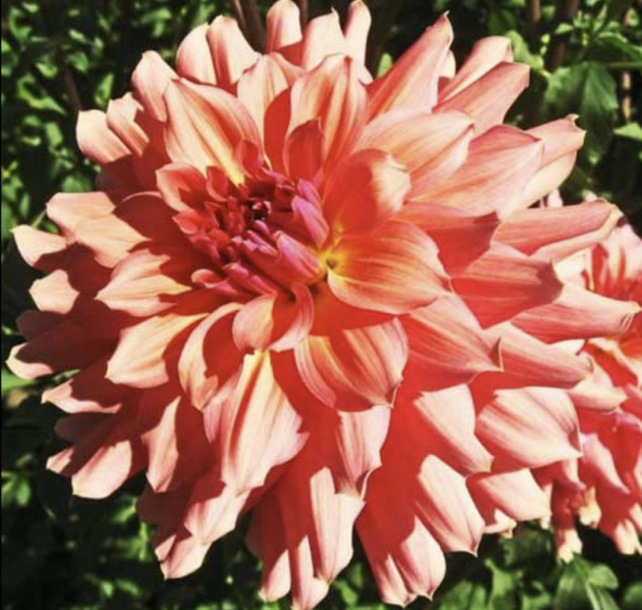 2023 Dahlia Sale — Greater Kansas City Dahlia Society
