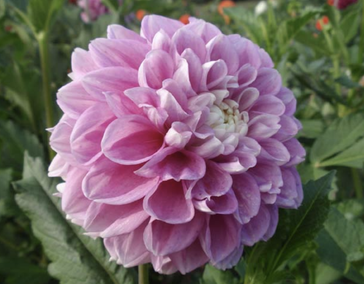 2023 Dahlia Sale — Greater Kansas City Dahlia Society