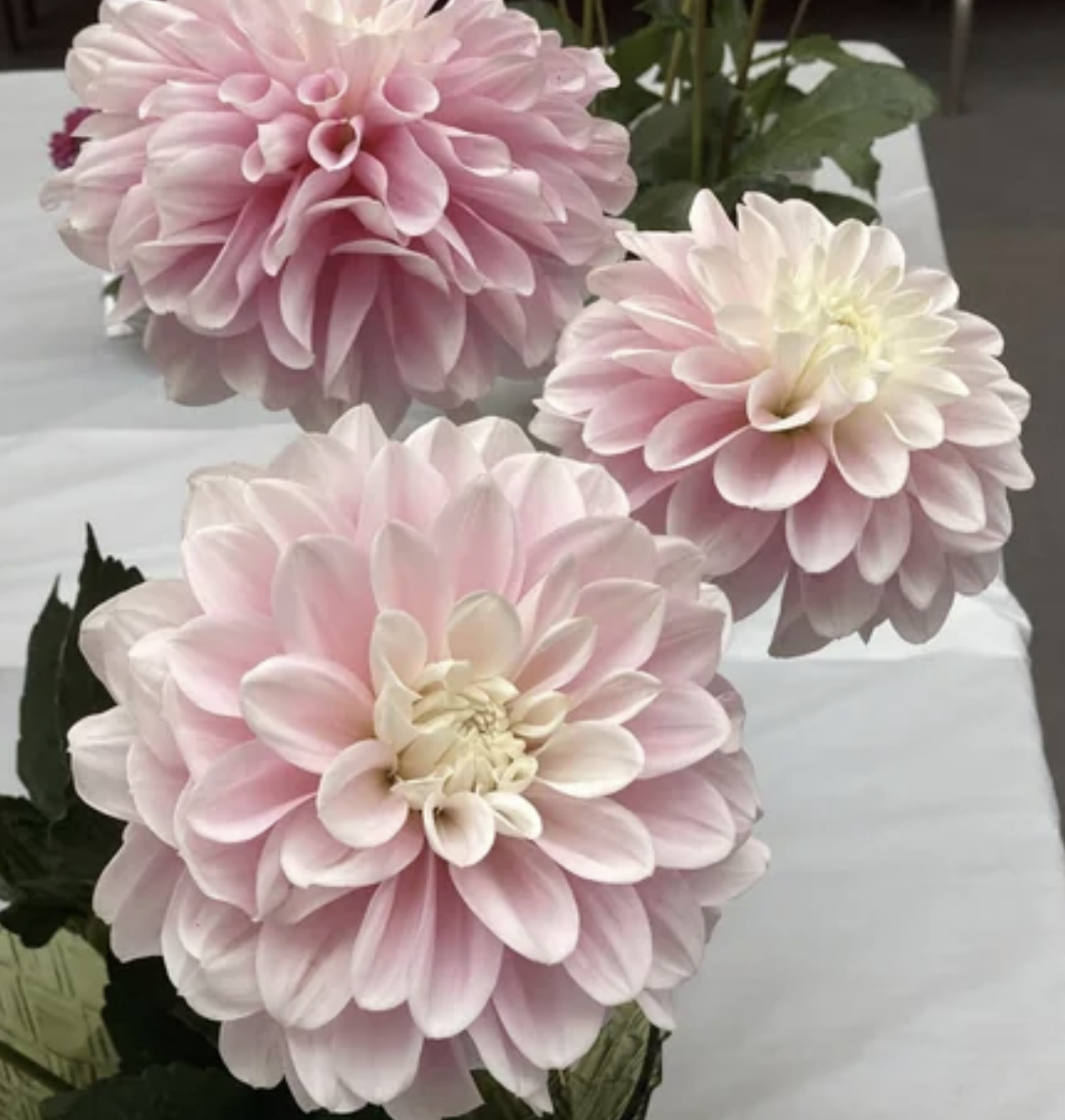 2023 Dahlia Sale — Greater Kansas City Dahlia Society