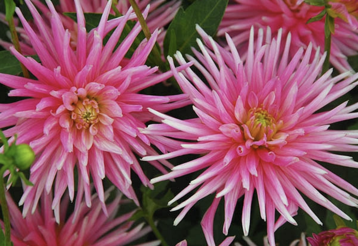2023 Dahlia Sale — Greater Kansas City Dahlia Society