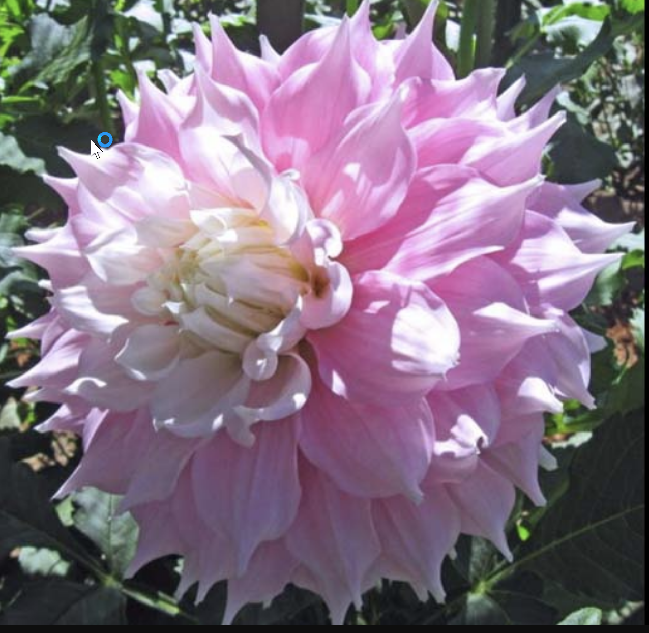 2023 Dahlia Sale — Greater Kansas City Dahlia Society
