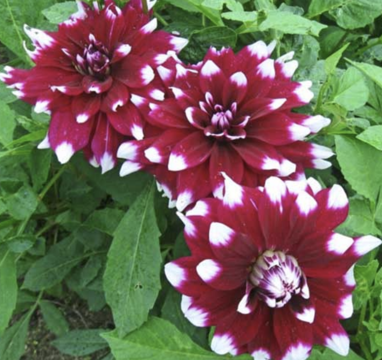2023 Dahlia Sale — Greater Kansas City Dahlia Society