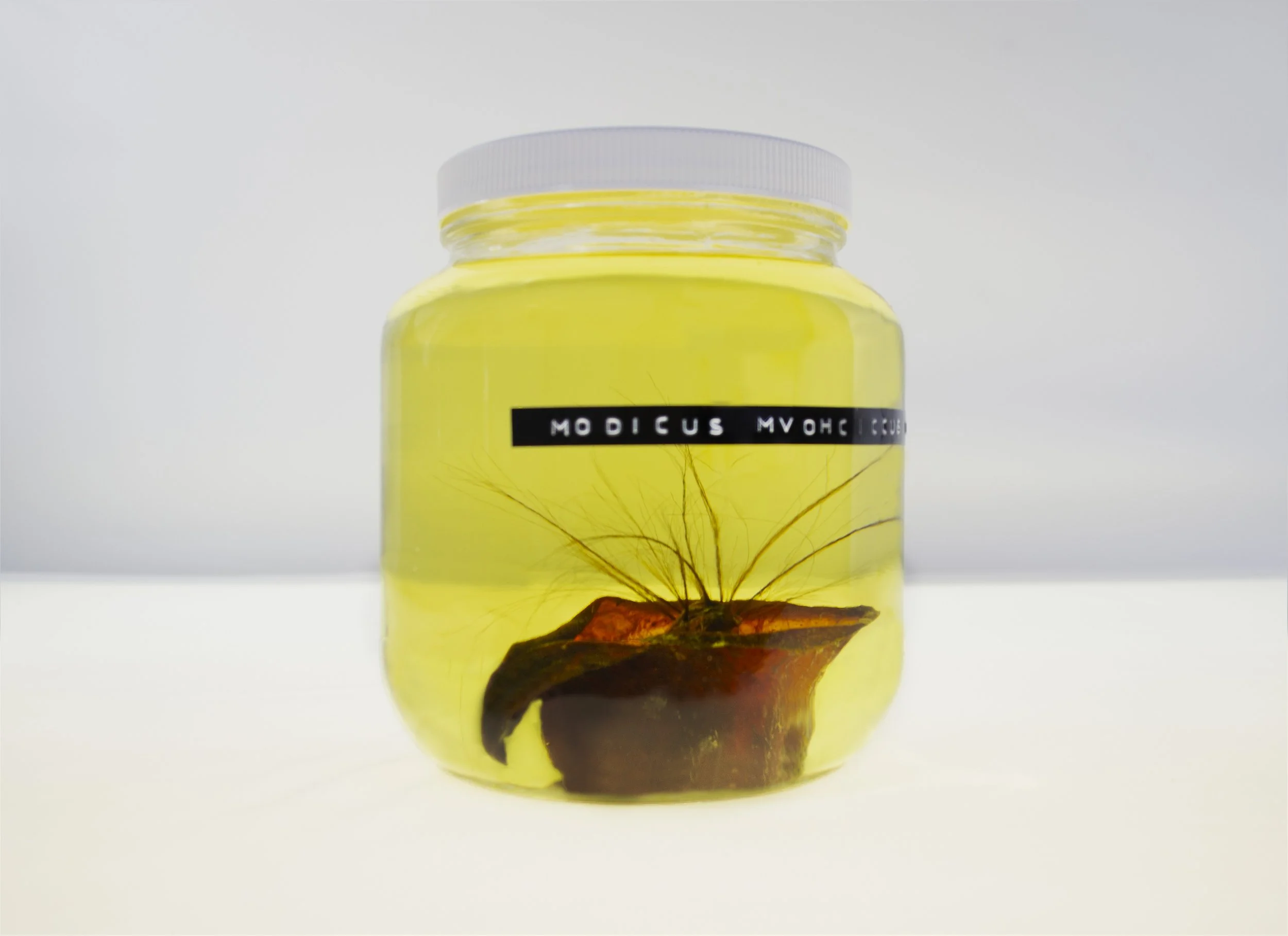 Modicus Mvohciccus Lolligo Vermis — Brooke Day