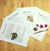 Parts of a Plant - Spanish — Where'd You Learn That? Homeschool