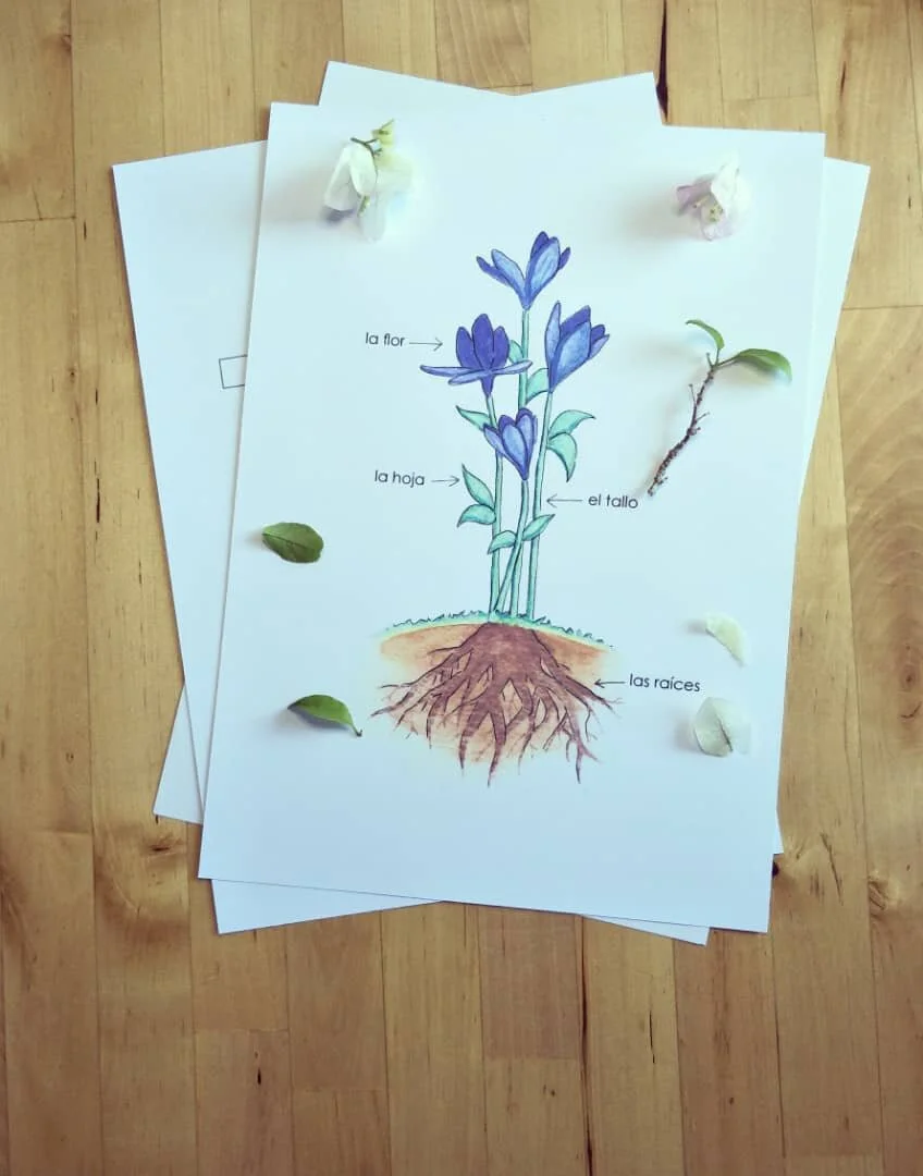 Trabajando con Palabras - Volumen 2 — Where'd You Learn That? Homeschool