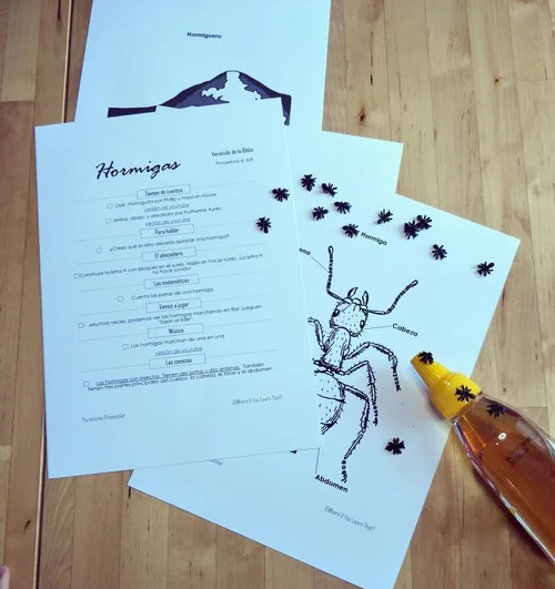 Parts of a Plant - Spanish — Where'd You Learn That? Homeschool