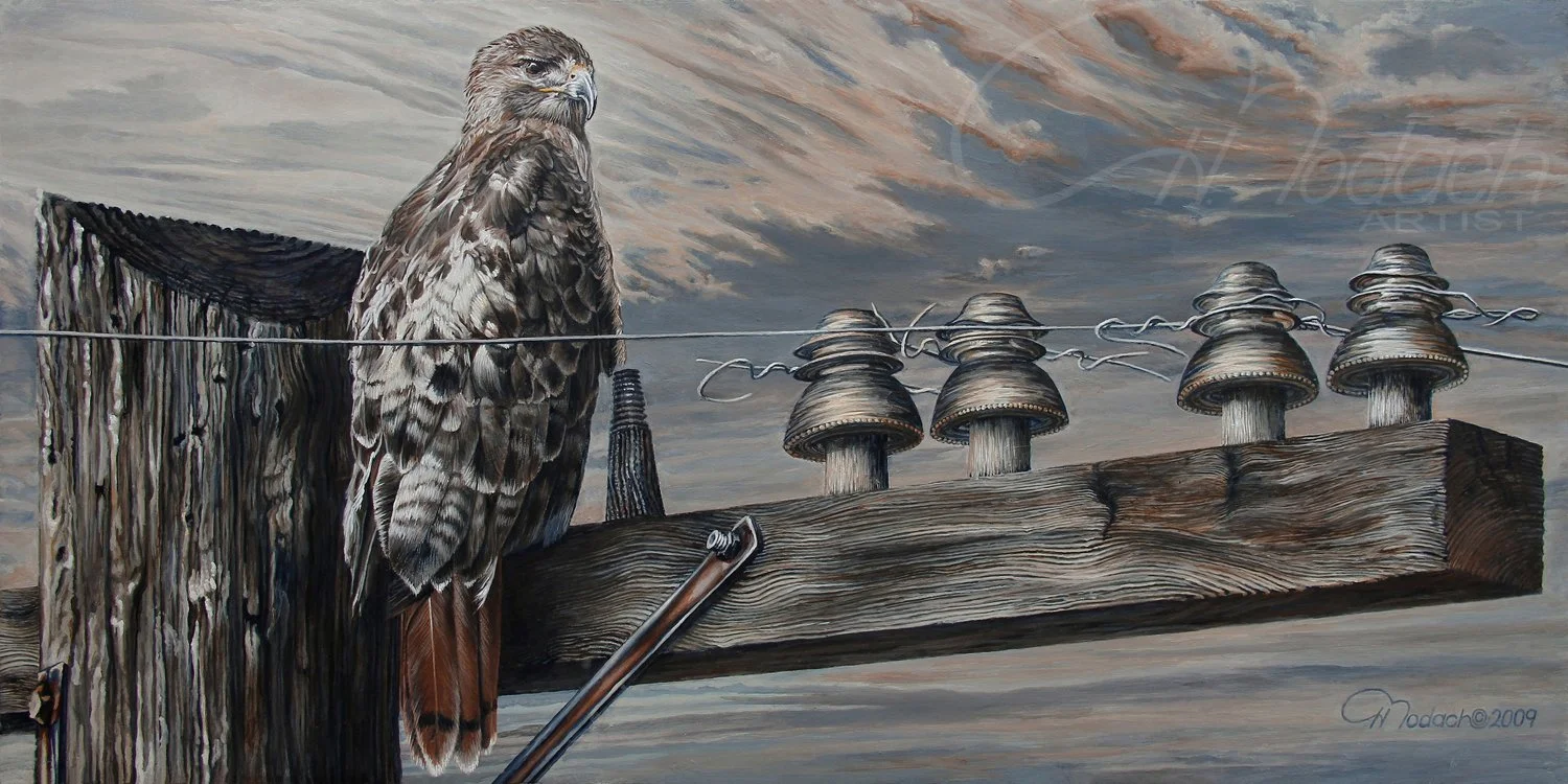 Vintage Utility Pole with Perching Red Tailed Hawk - Giclee Print ...