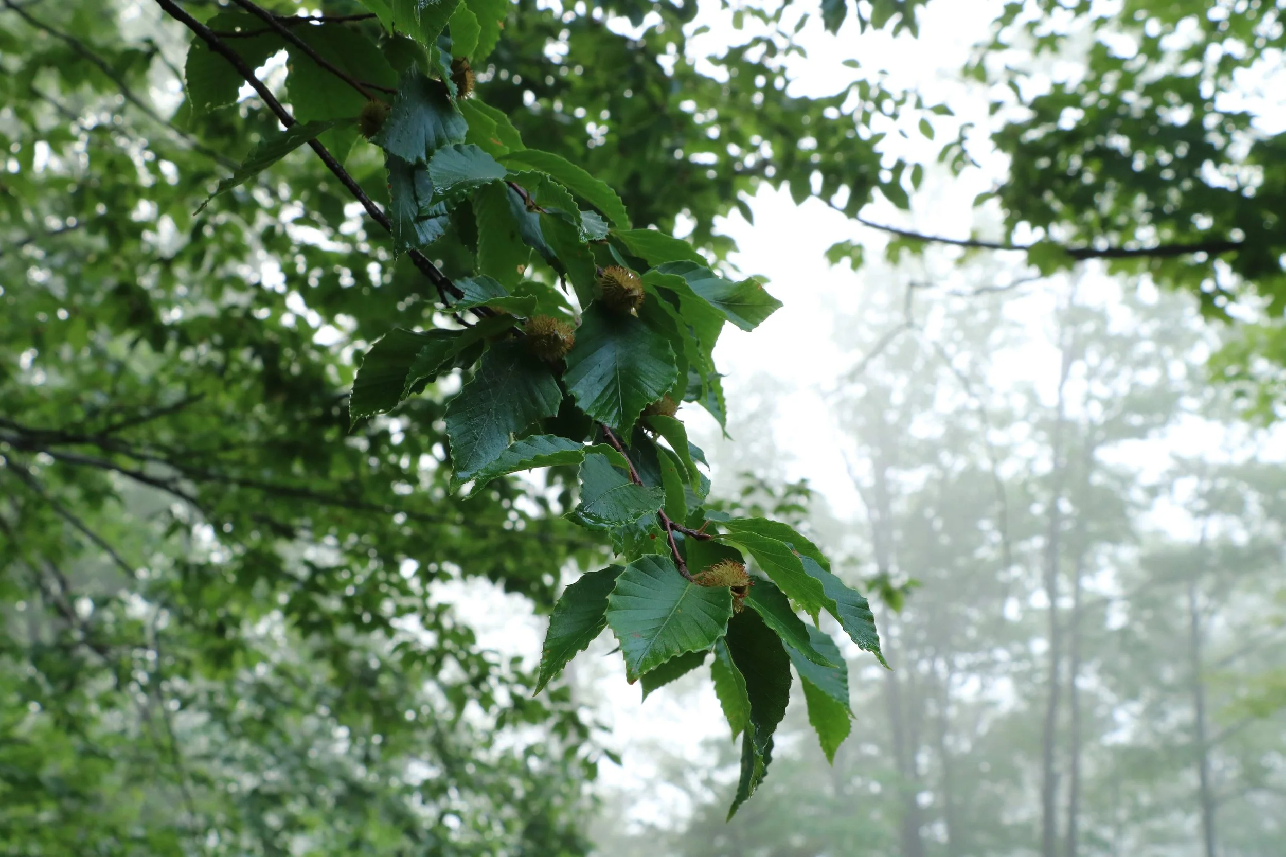 Ethan Tapper | Forester | Author