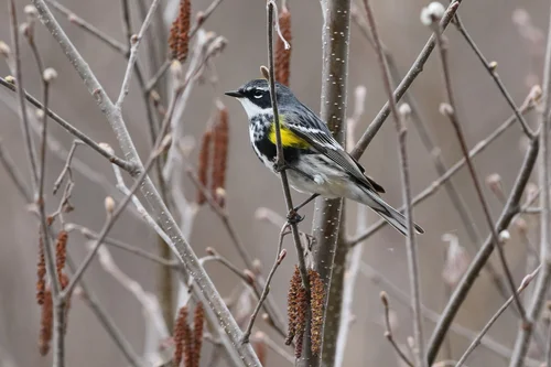 Event Calendar — Ethan Tapper | Forester | Author