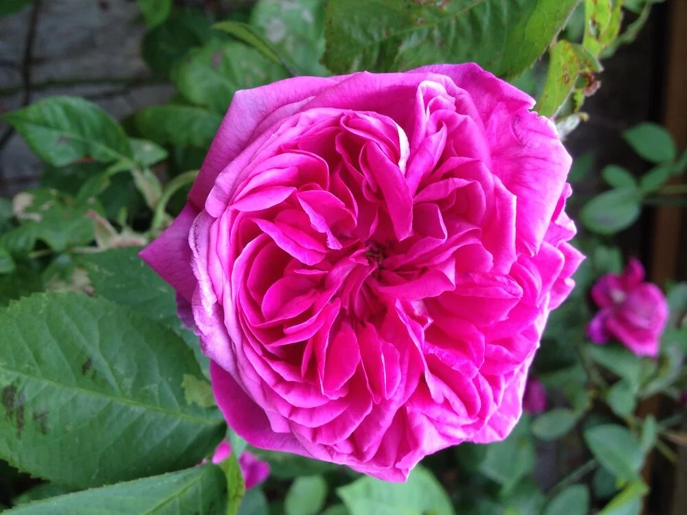 Gallery — Marcassie Farm Lodges