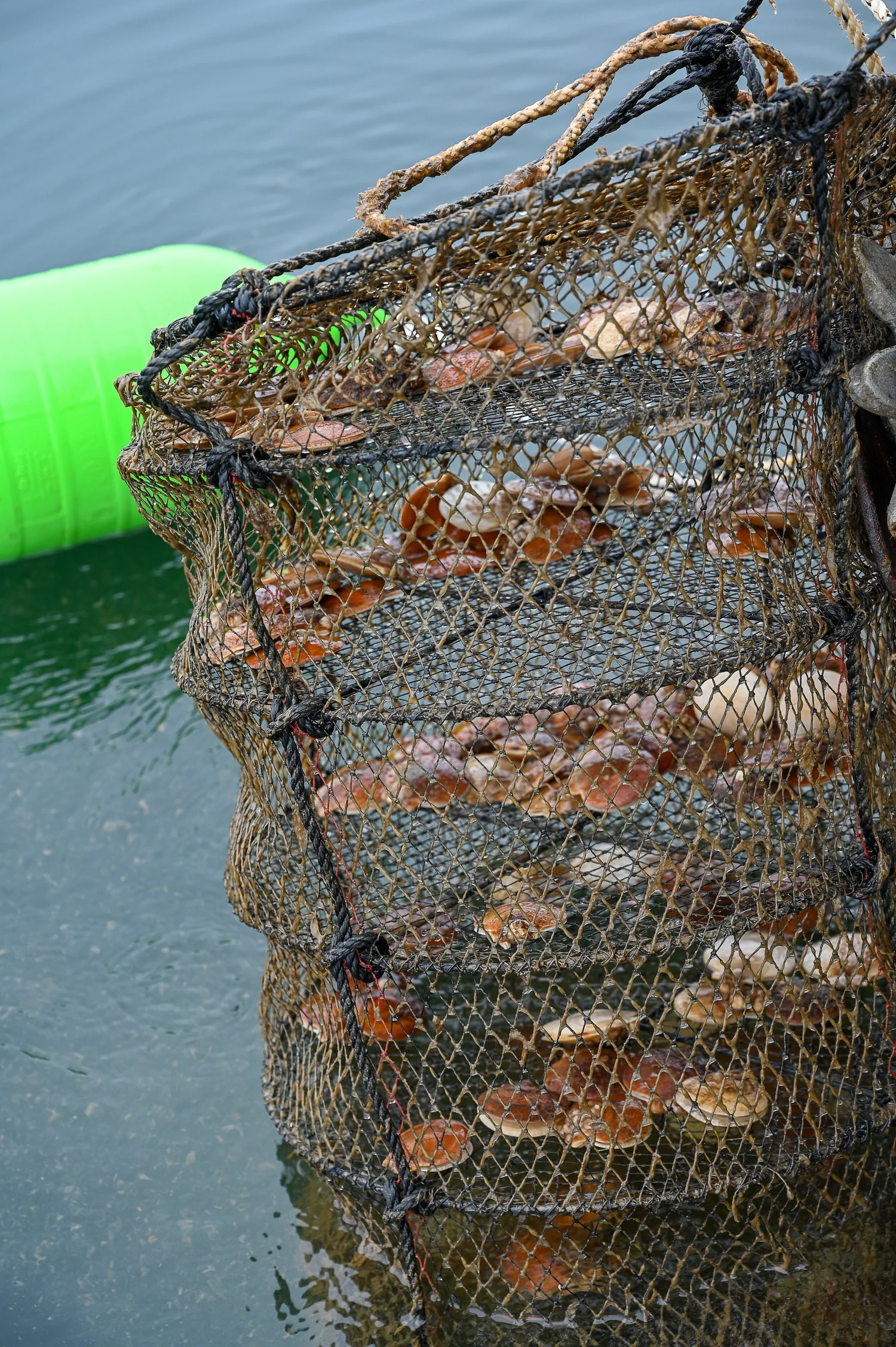 Vertical Bay Maine - Sustainably Grown Sea Scallops