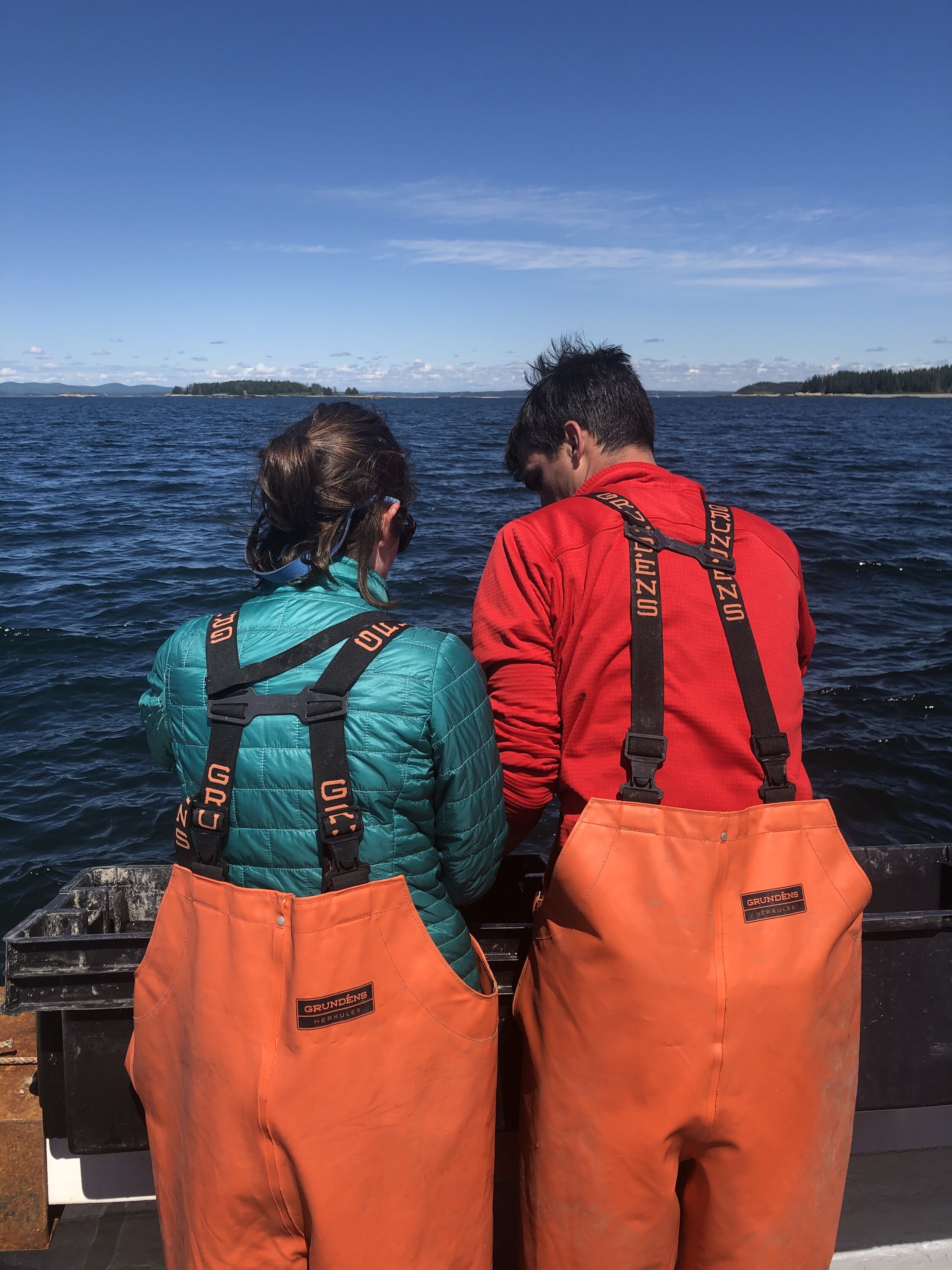 Vertical Bay Maine - Sustainably Grown Sea Scallops