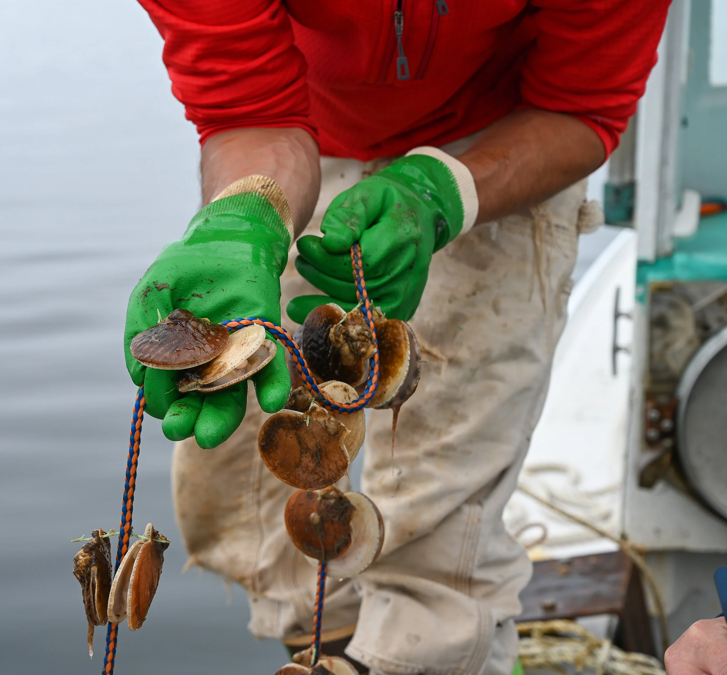 Vertical Bay Maine - Sustainably Grown Sea Scallops