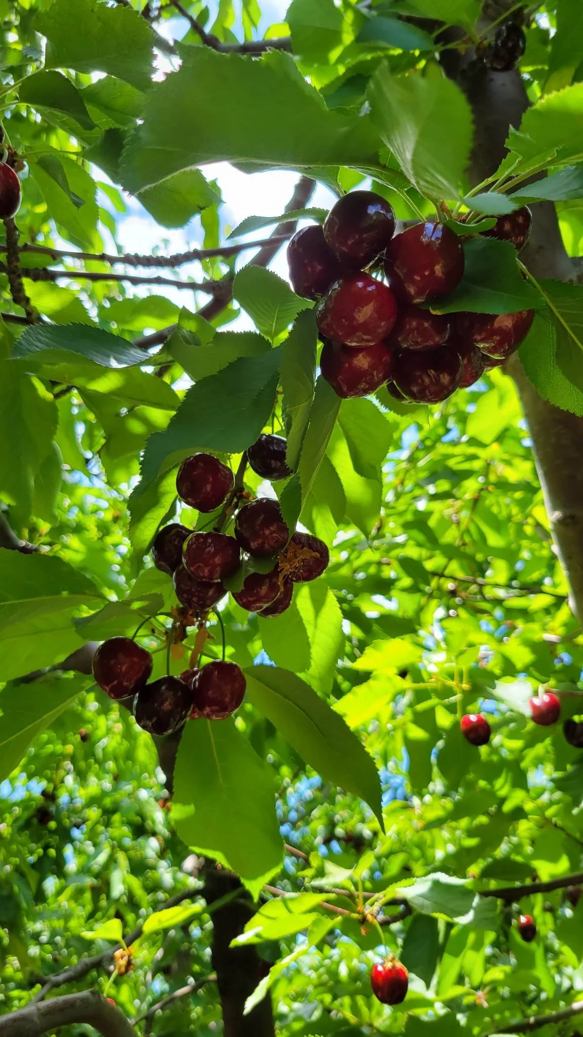 Bloomfield Cherries: Your Destination for Fresh Cherry-Picking in ...