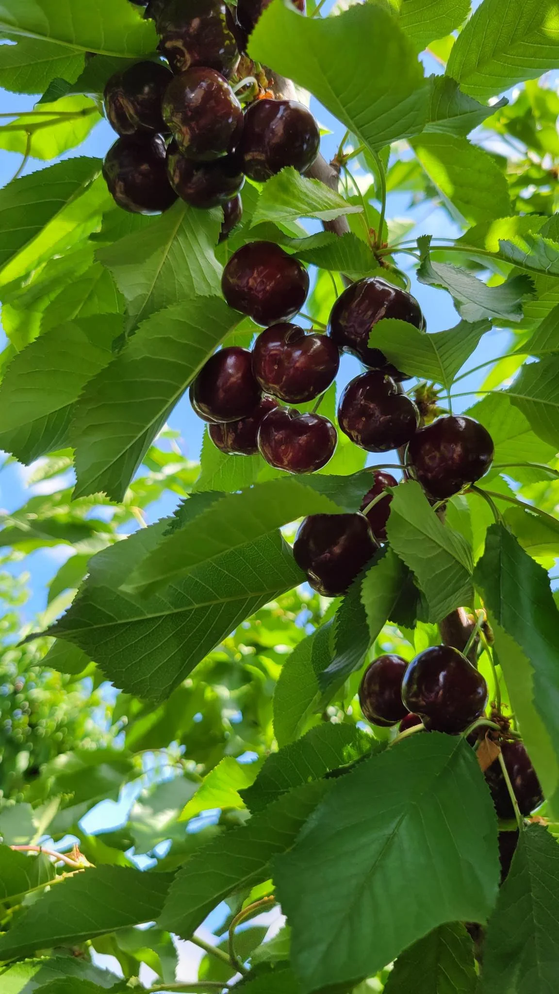 Bloomfield Cherries: Your Destination for Fresh Cherry-Picking in ...