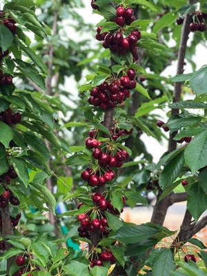 Cherry Time: Brentwood's Premier Destination for Fresh Cherry Picking!