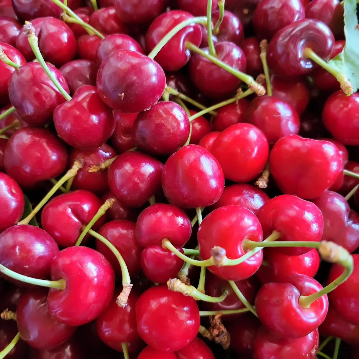 Cherry Time: Brentwood's Premier Destination for Fresh Cherry Picking!