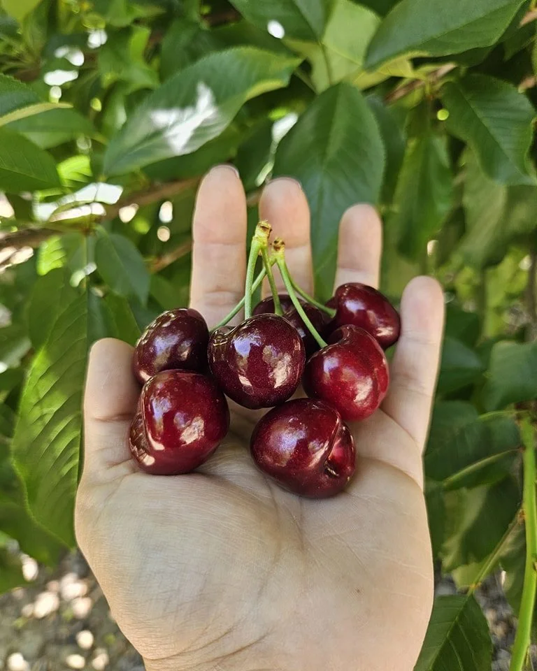Cherry Time: Brentwood's Premier Destination for Fresh Cherry Picking!