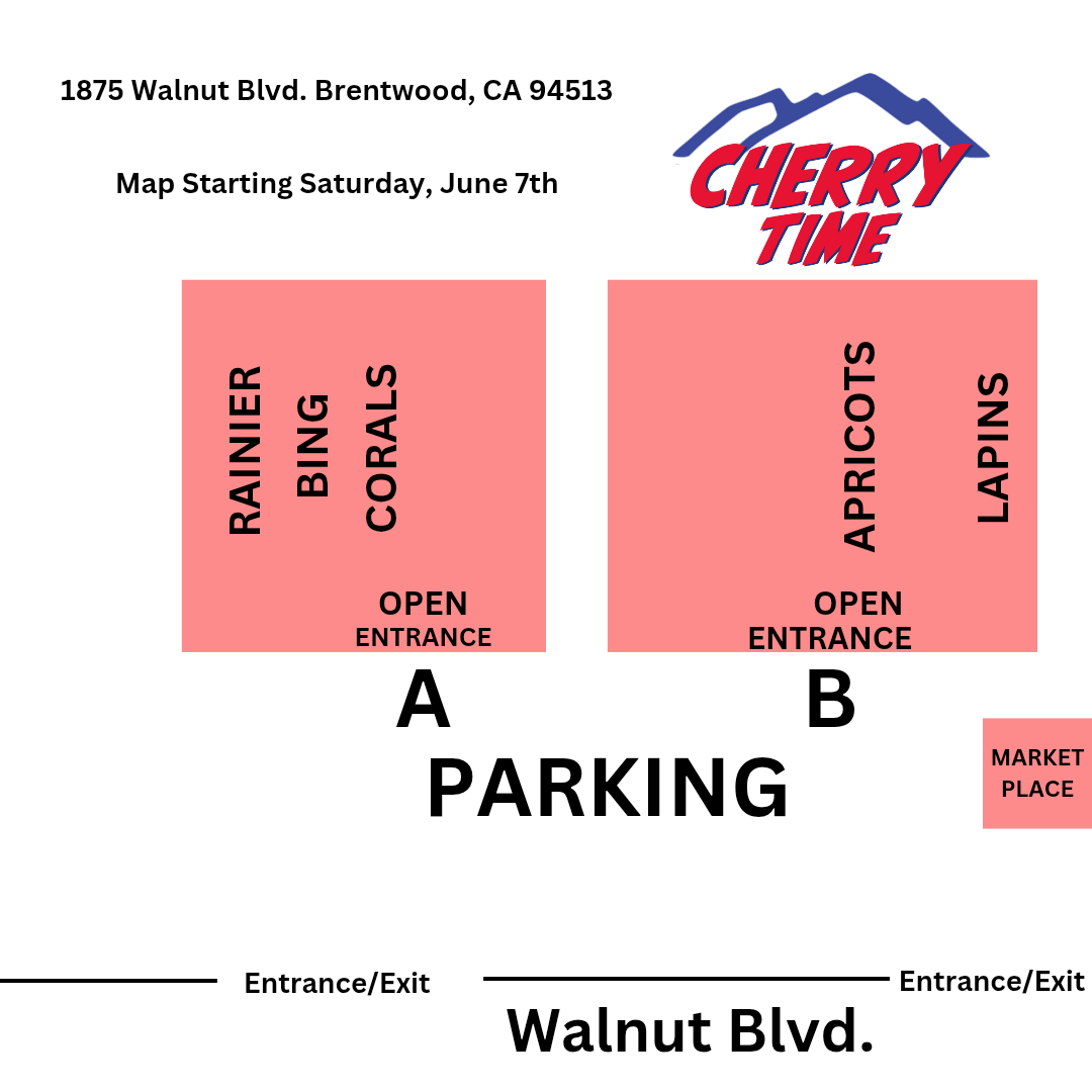 Cherry Time: Brentwood's Premier Destination for Fresh Cherry Picking!