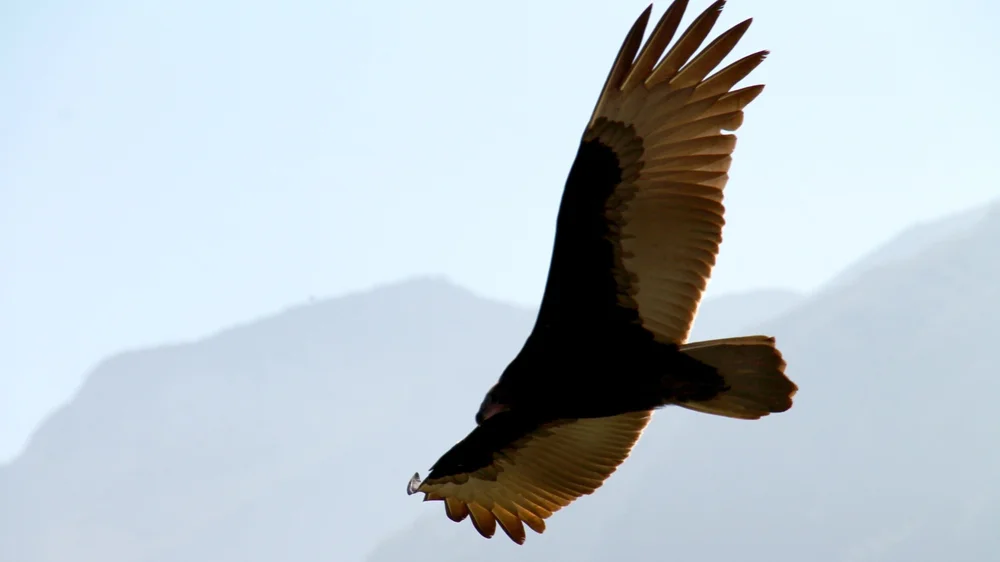 Unveiling the Power of Akashic Record Sessions: Explore Past Lives ...