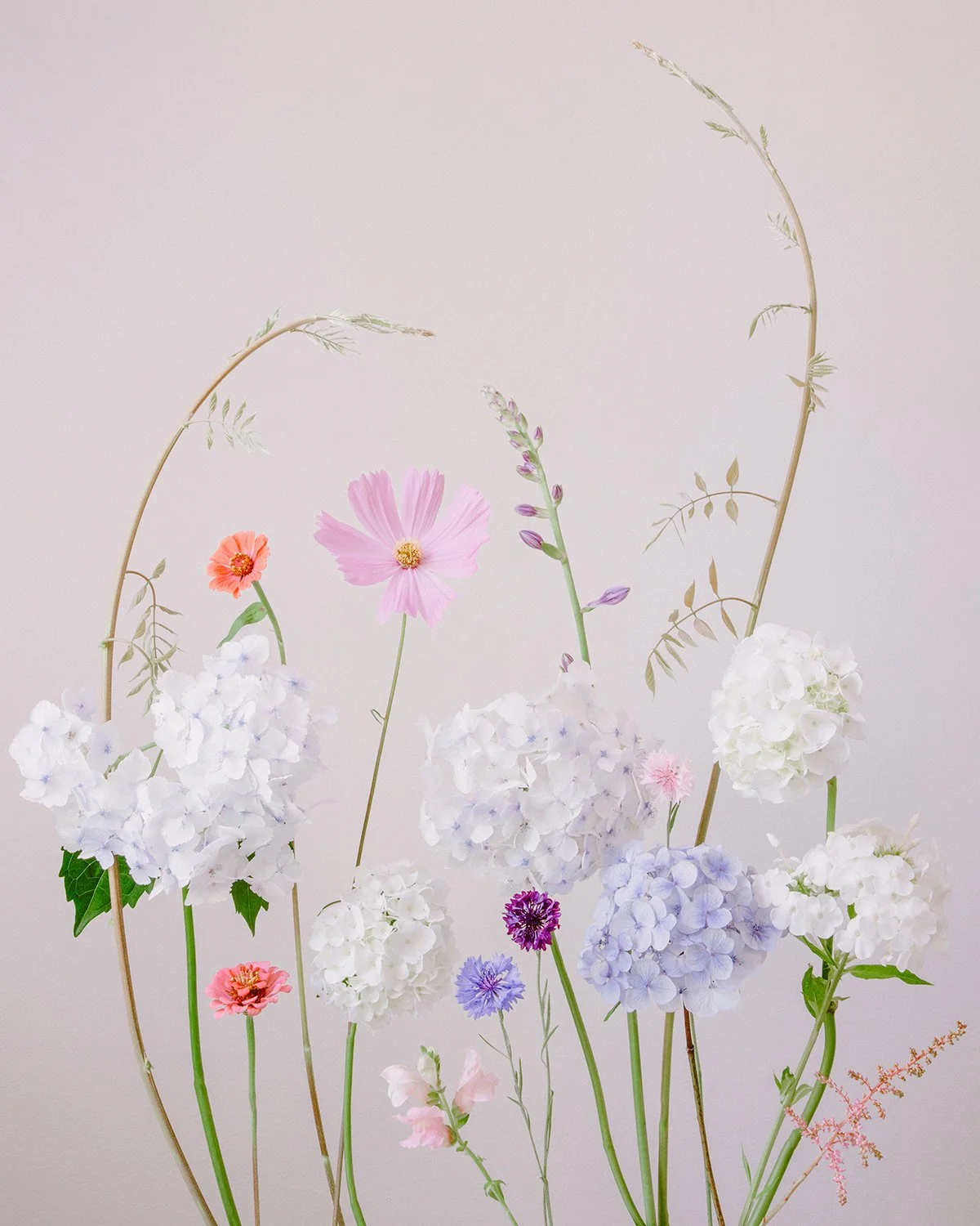 Cosmos, Hosta, Wisteria, Zinnia, Astilbe, Snapdragon, Hydrangea, Phlox ...