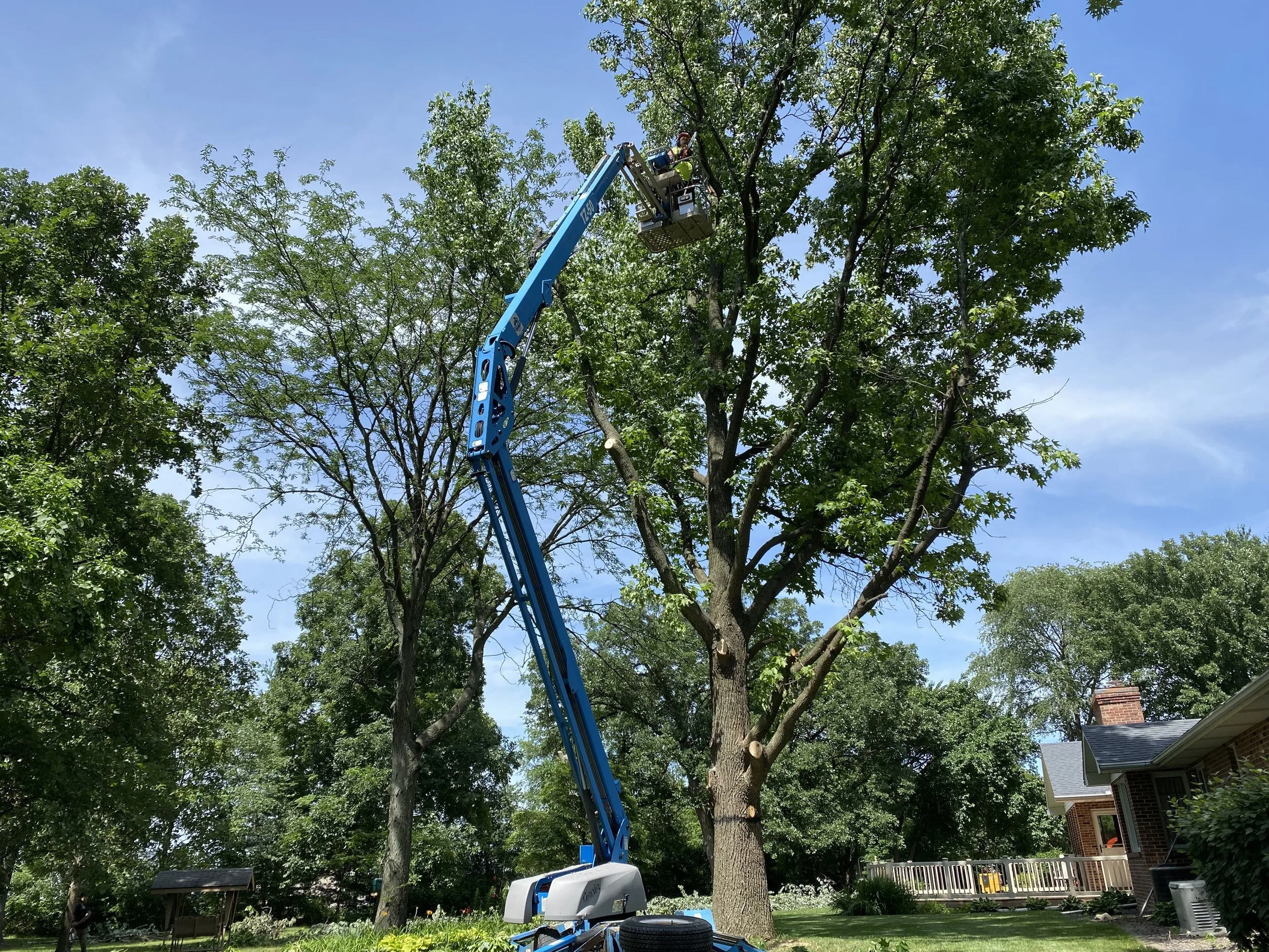 Bull of the Woods Tree Service