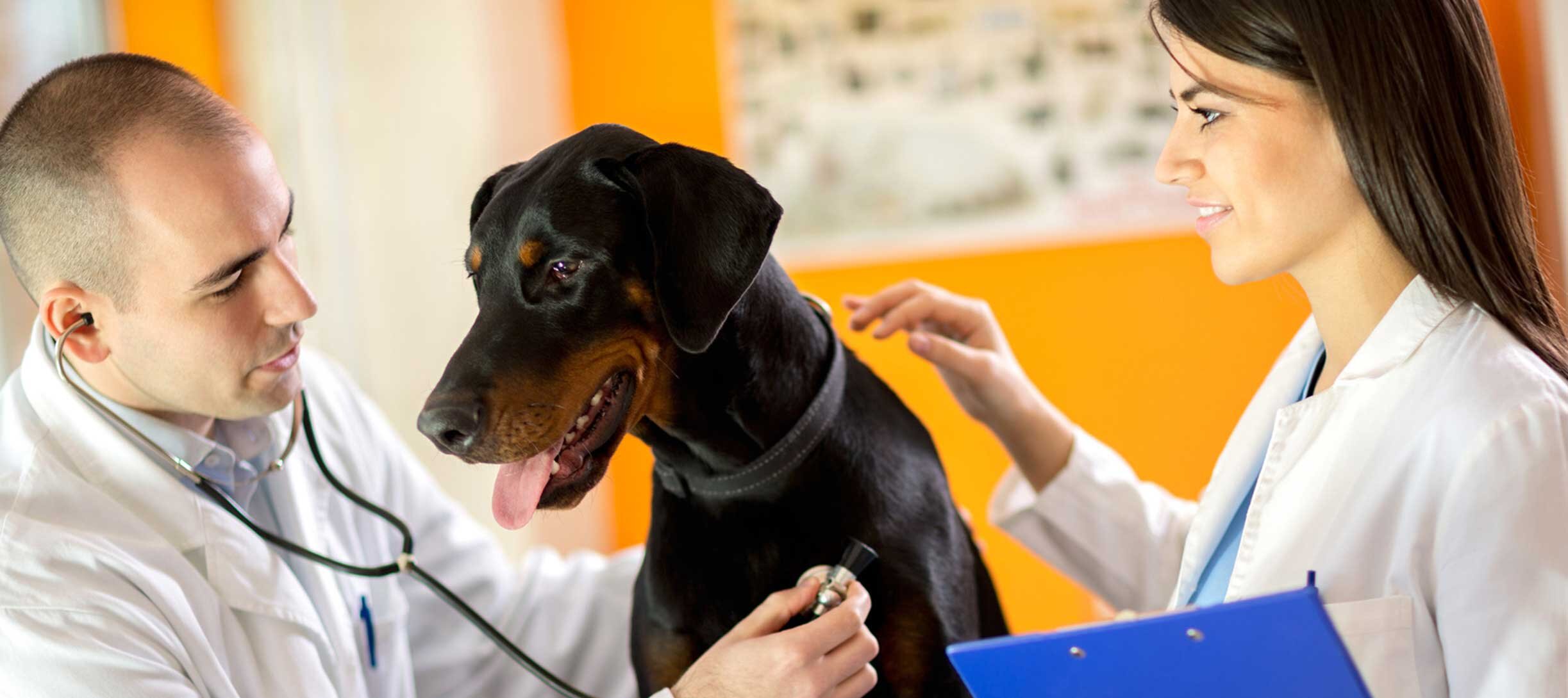 University of Veterinary Medicine Budapest — Study Vet