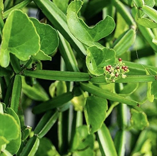 Pirandai Podi — Your Everyday Cook