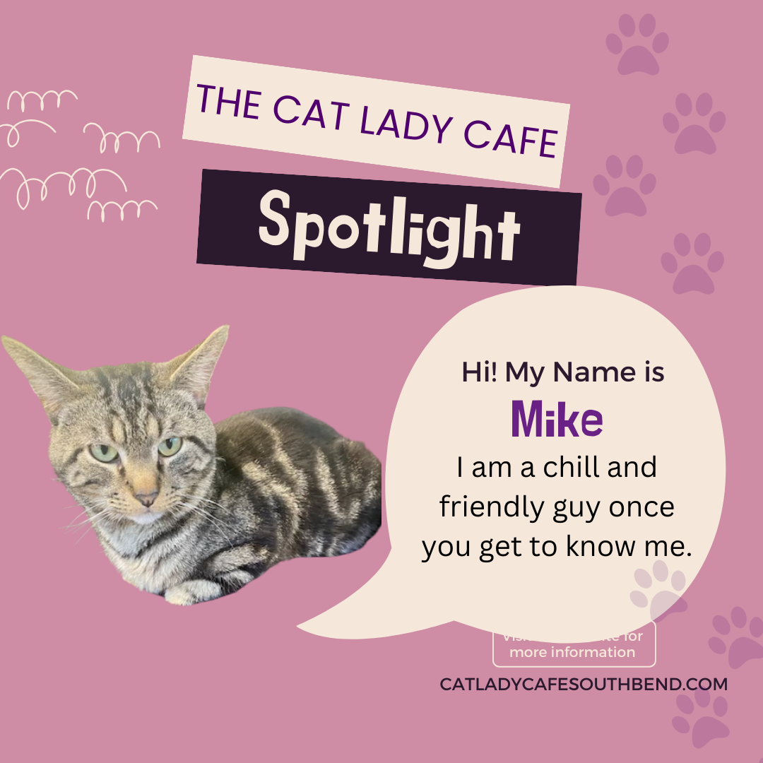 Cats — The Cat Lady Cafe
