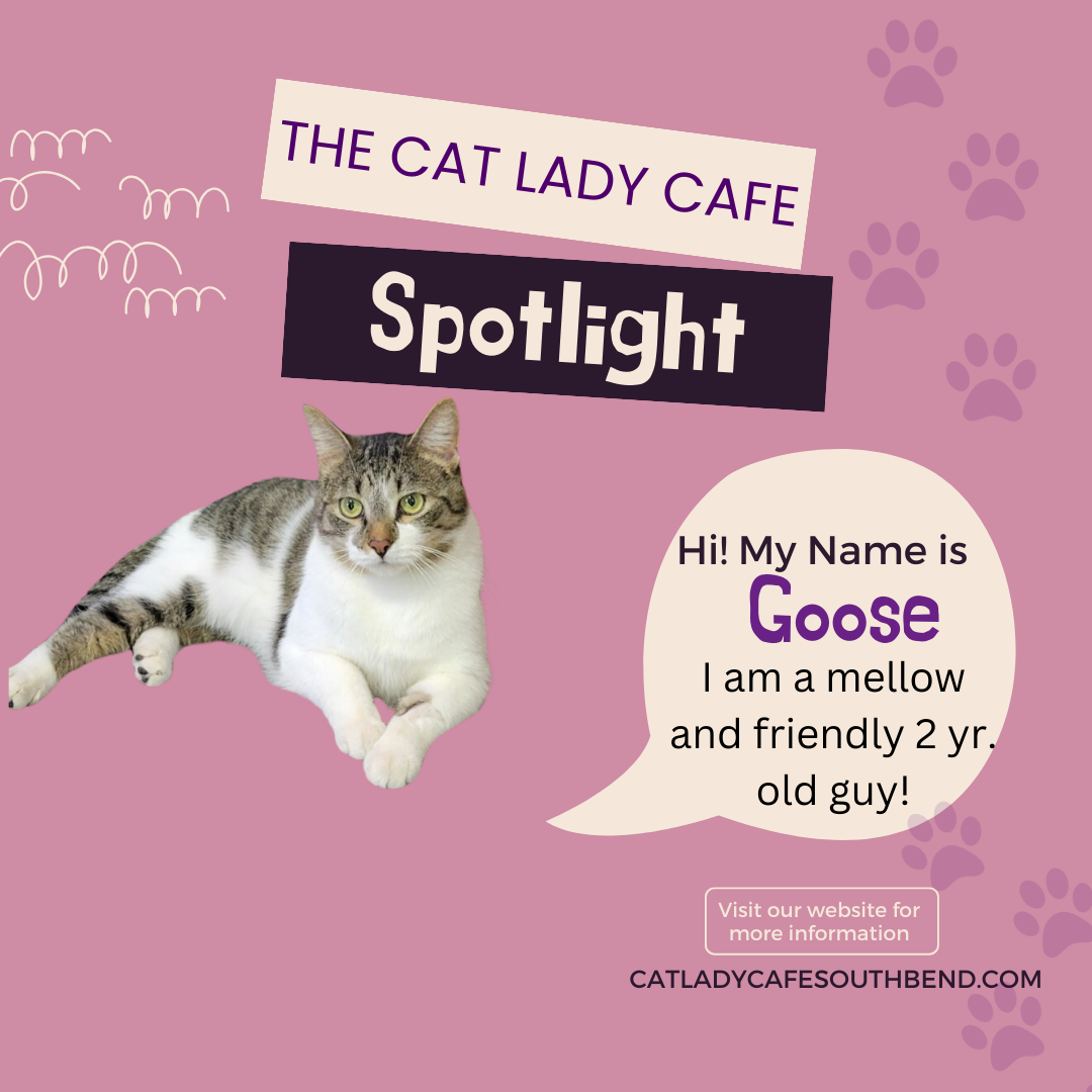 Cats — The Cat Lady Cafe