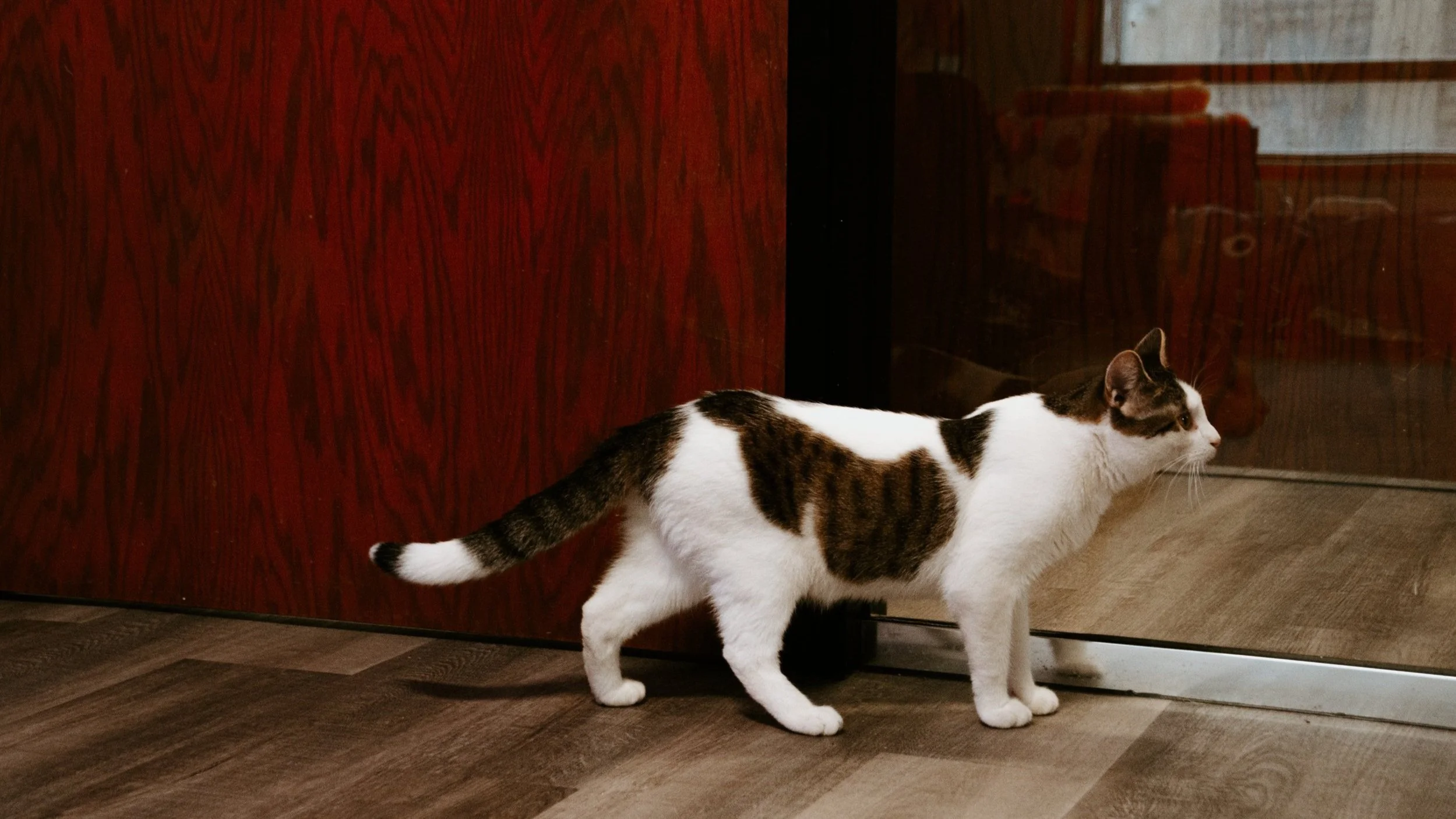 Visit — The Cat Lady Cafe