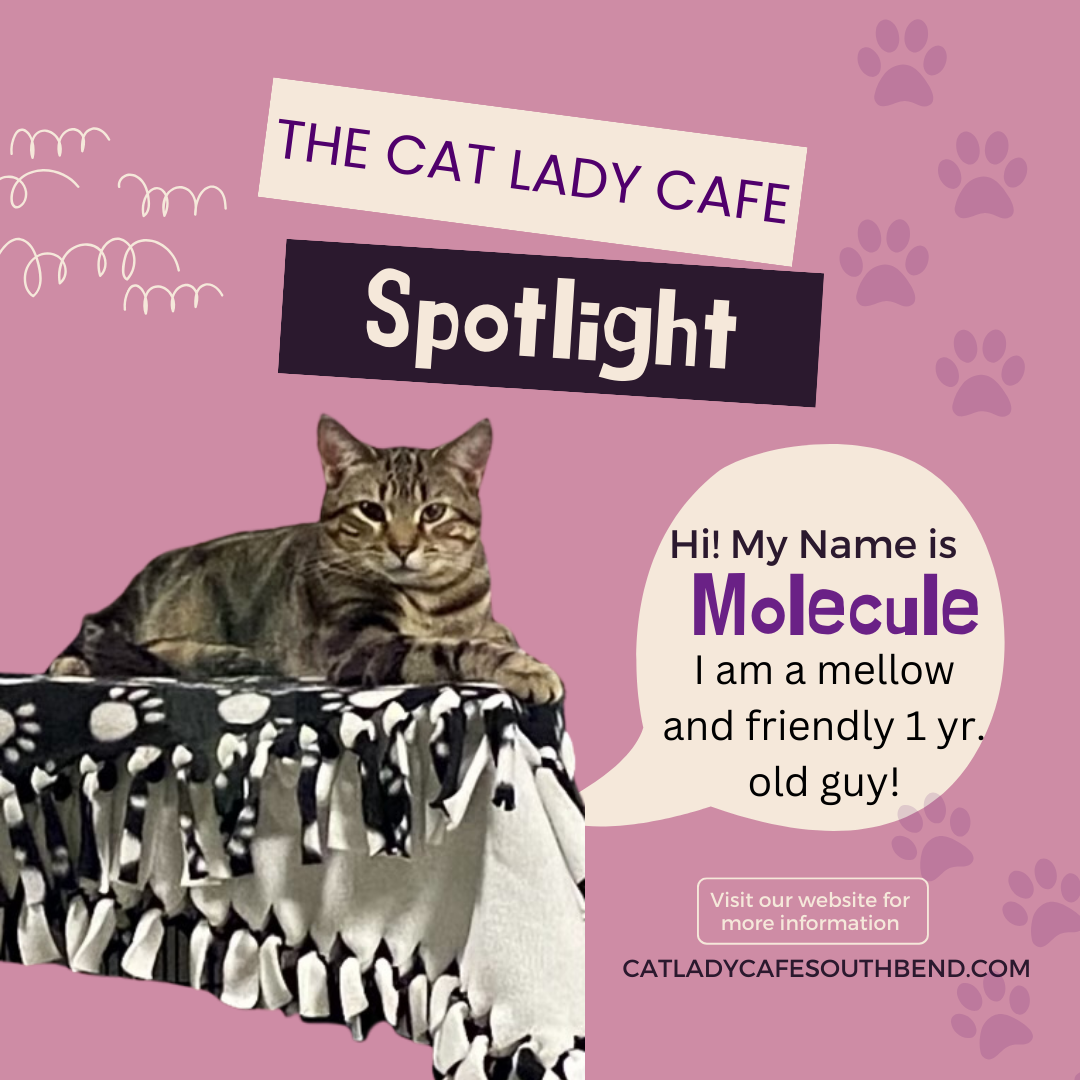 Cats — The Cat Lady Cafe