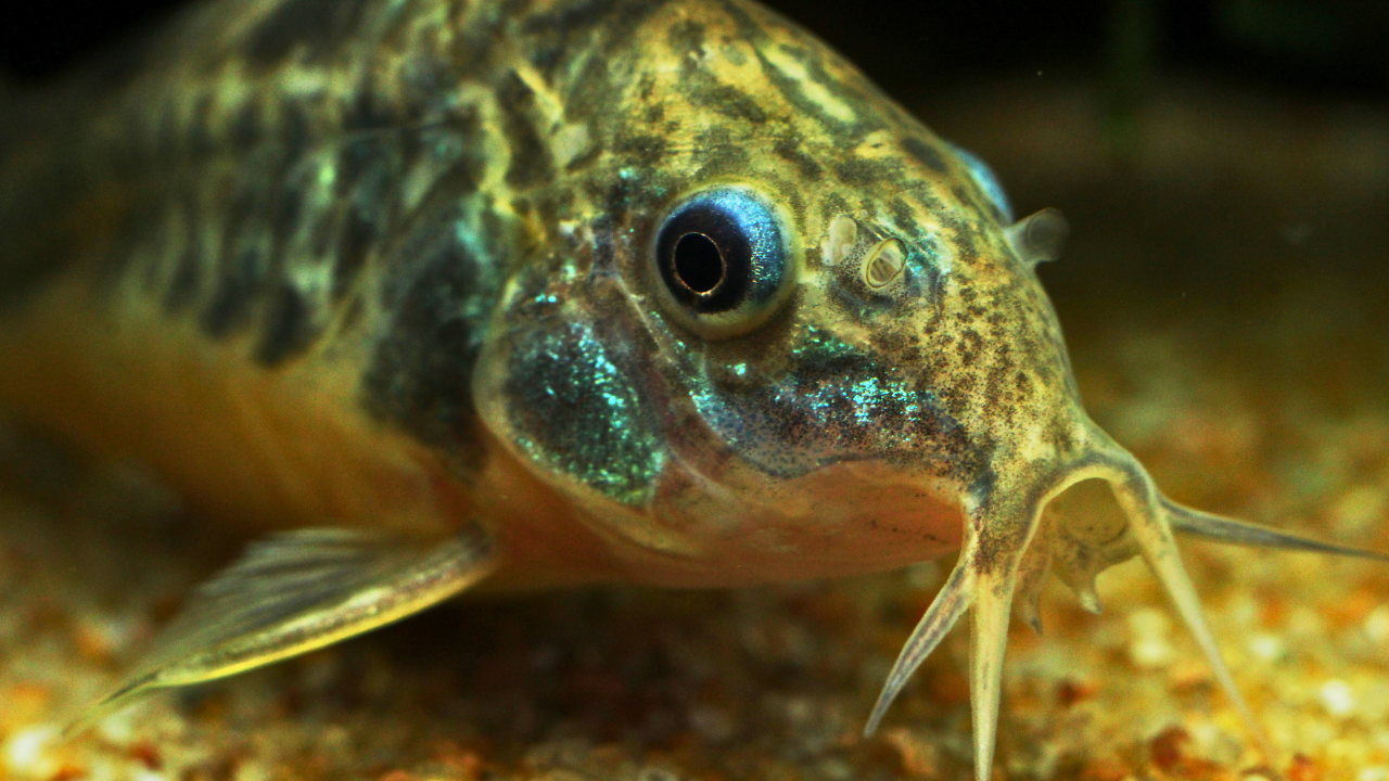 Cory Catfish Care Guide — Custom Freshwater Aquariums and Maintenance ...