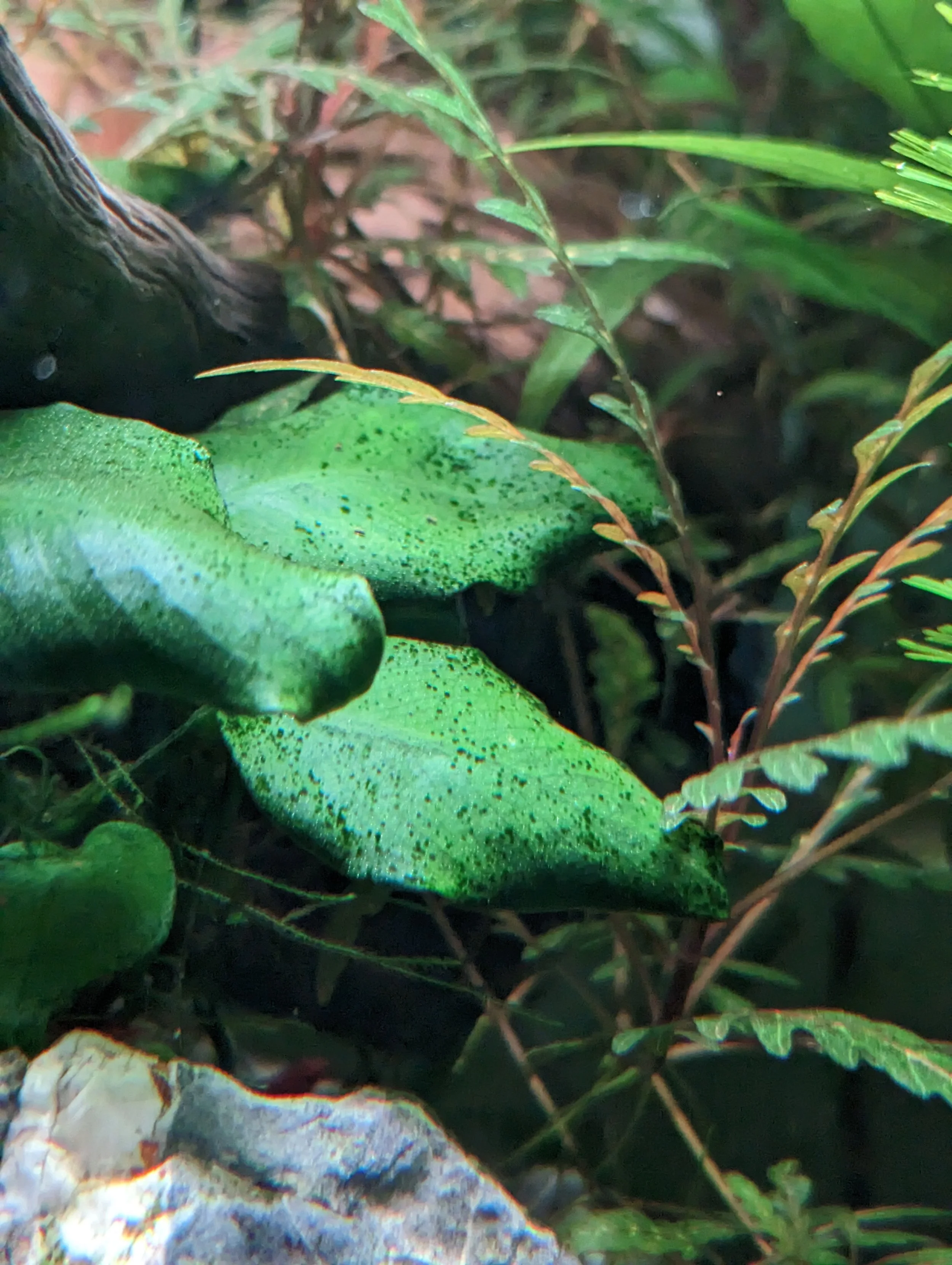 The 7 most common types of algae in a planted aquarium — Custom ...