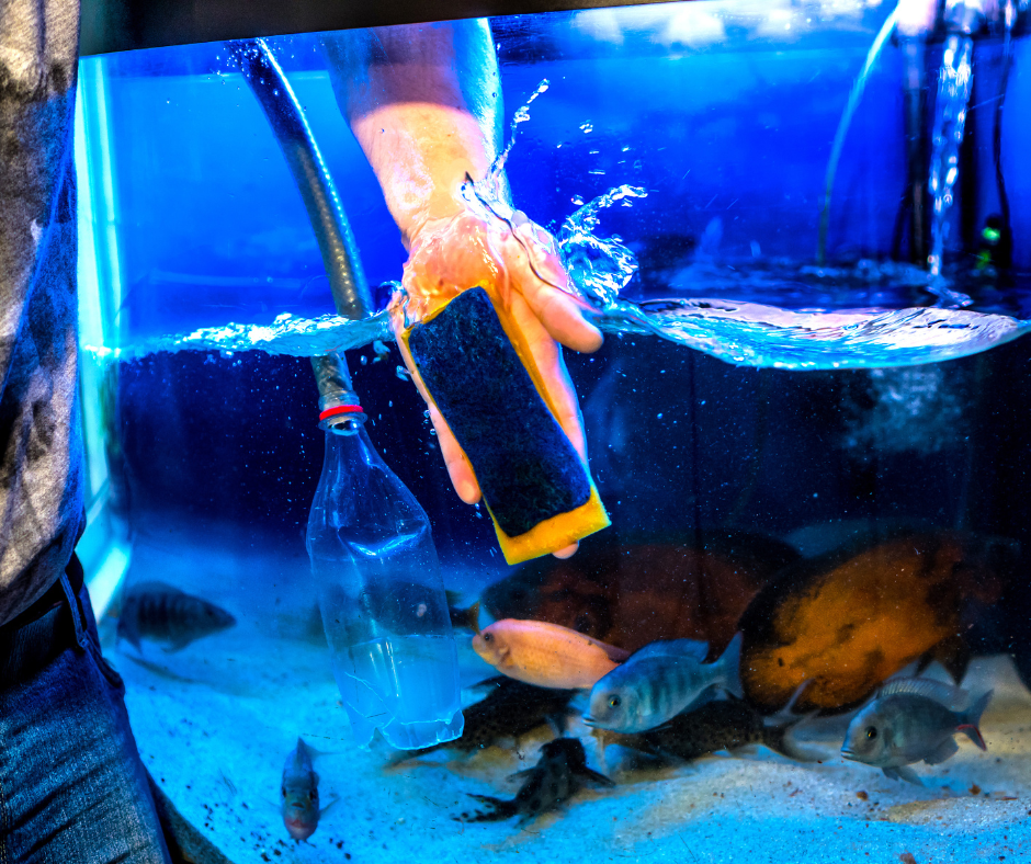 How much work does it take to have a freshwater aquarium? — Custom ...