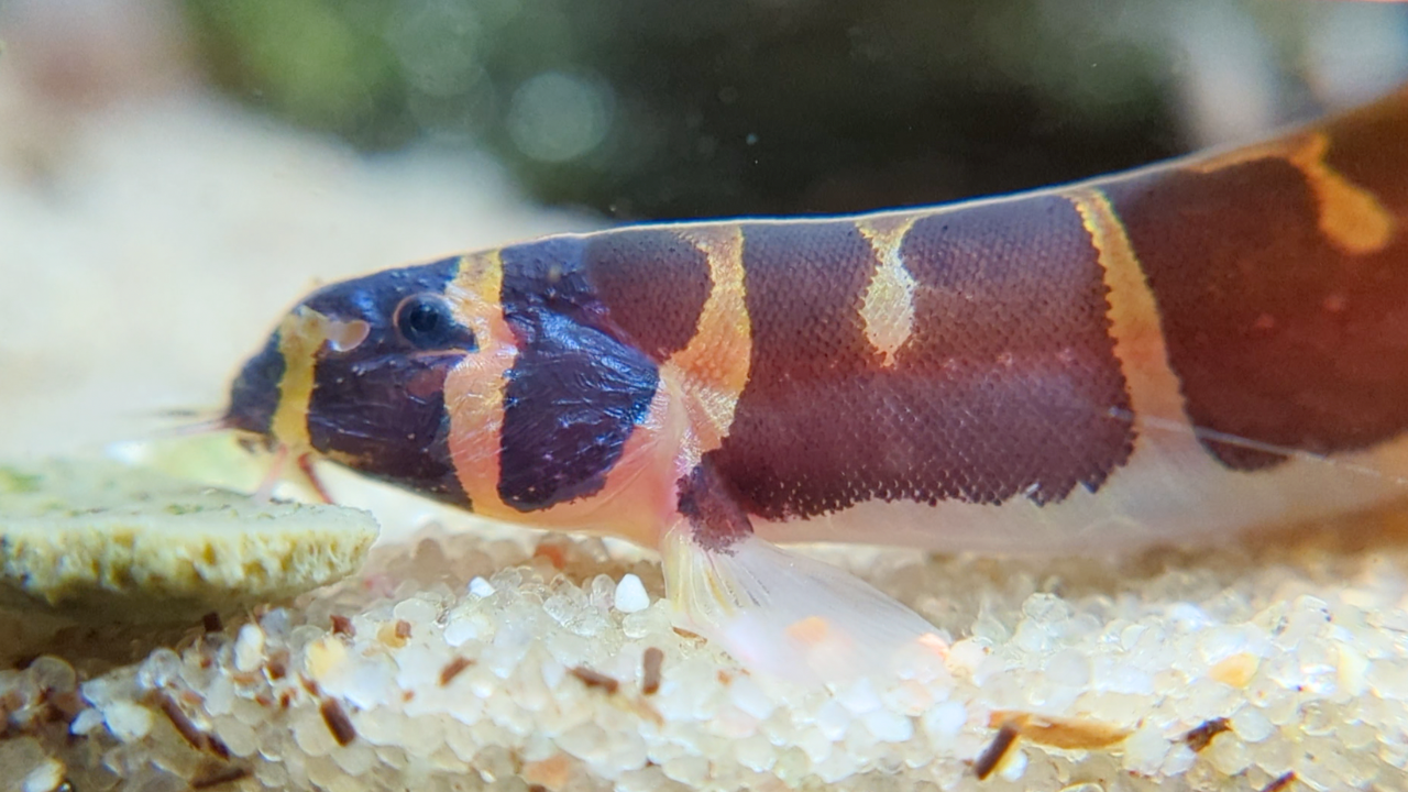 Kuhli Loach Care Guide — Custom Freshwater Aquariums and Maintenance ...