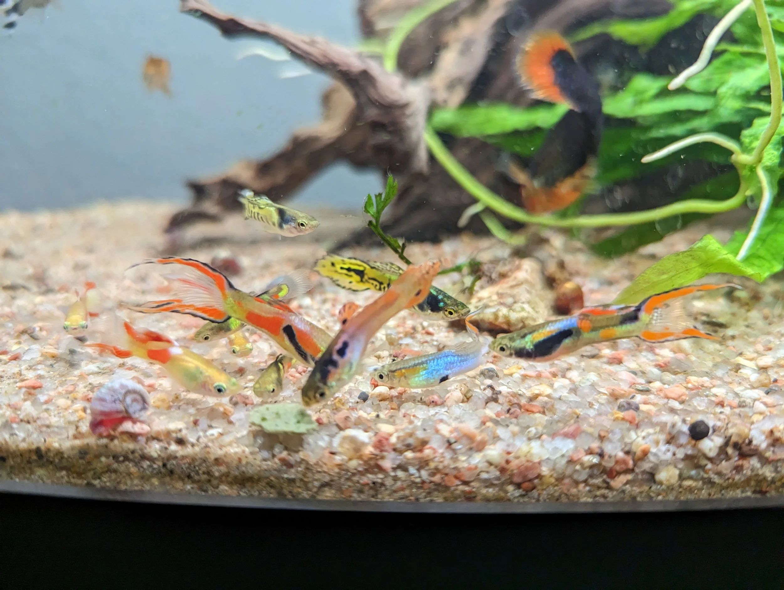 Who should I ask to feed my fish when I’m out of town? — Custom ...