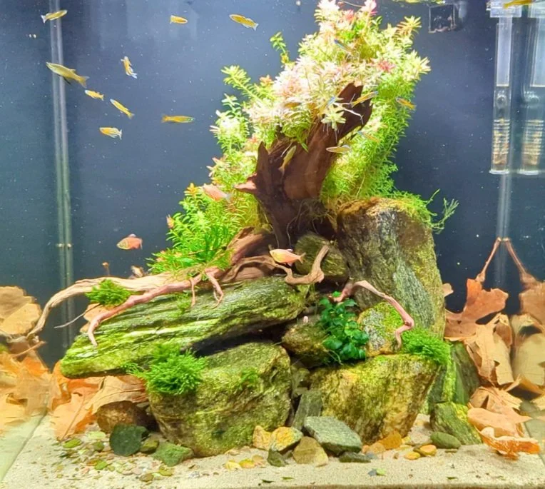 Kuhli Loach Care Guide — Custom Freshwater Aquariums and Maintenance ...